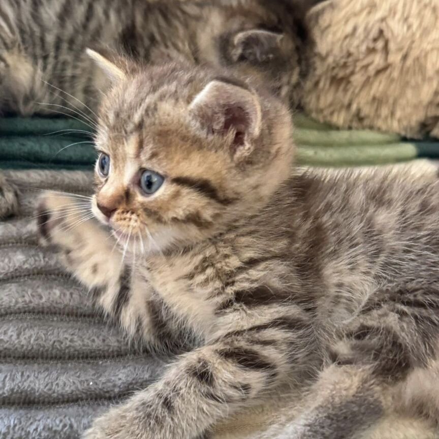 Котята в добрые руки бесплатно