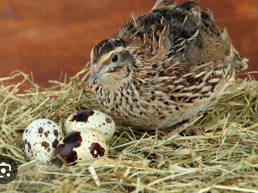 Домашние перепелки