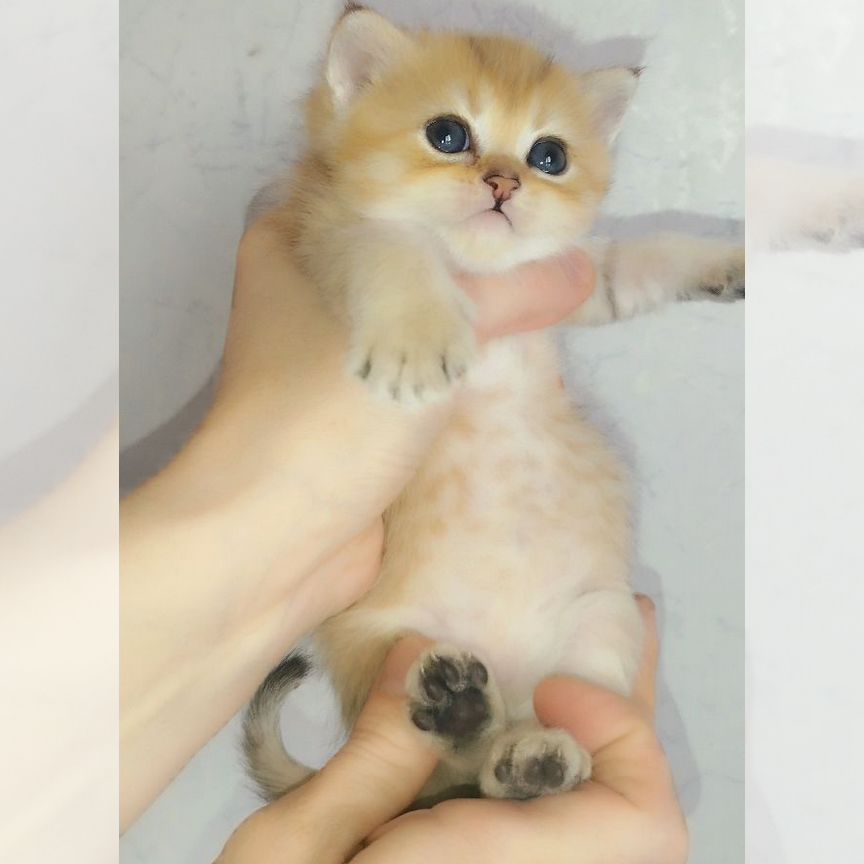 Шотландский прямоухий короткошёрстный котёнок