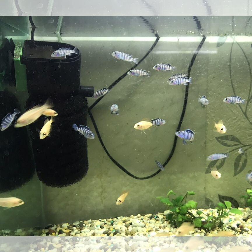 Цихлиды молодняк