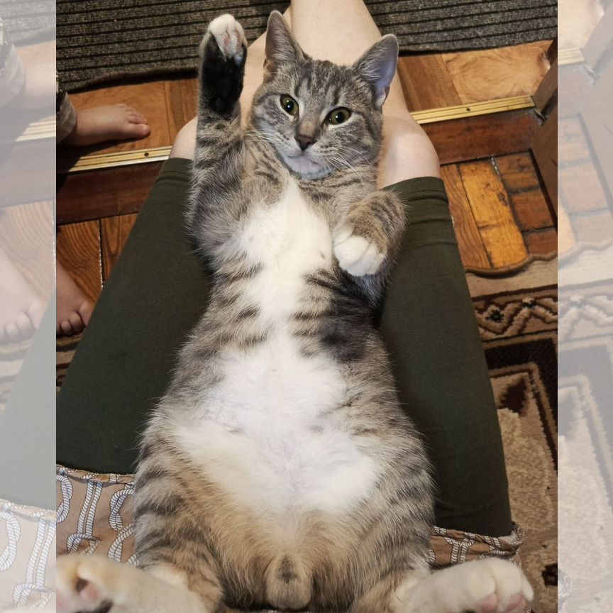 Котёнок в добрые руки