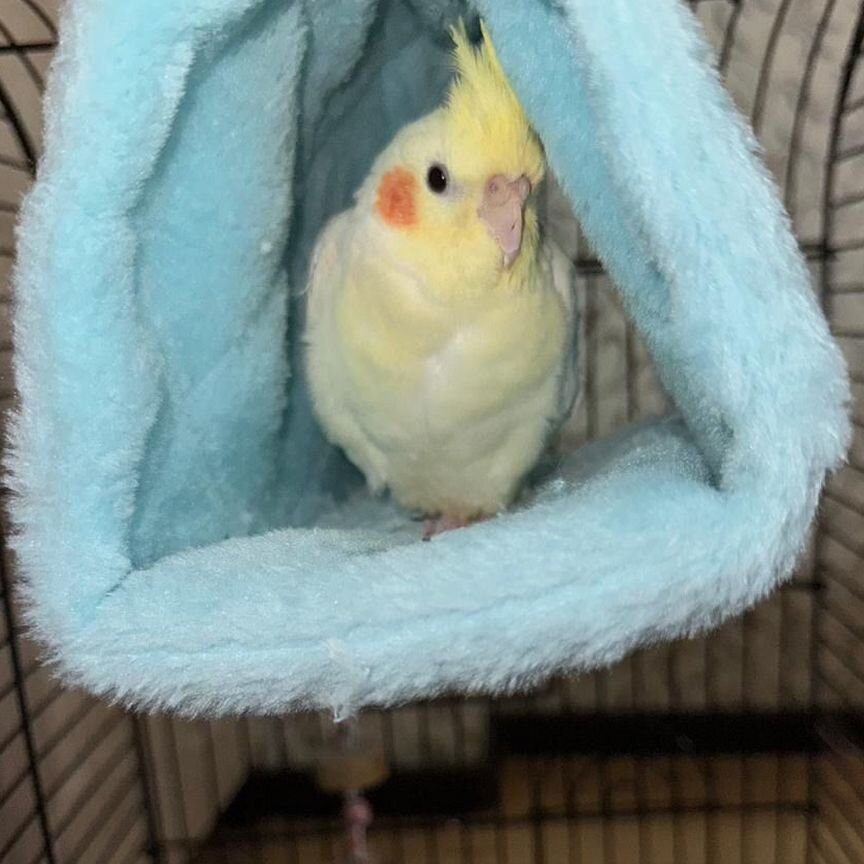 Попугай корелла с клеткой