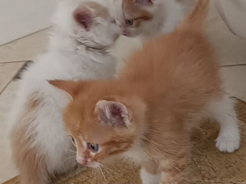 Котята в добрые руки бесплатно