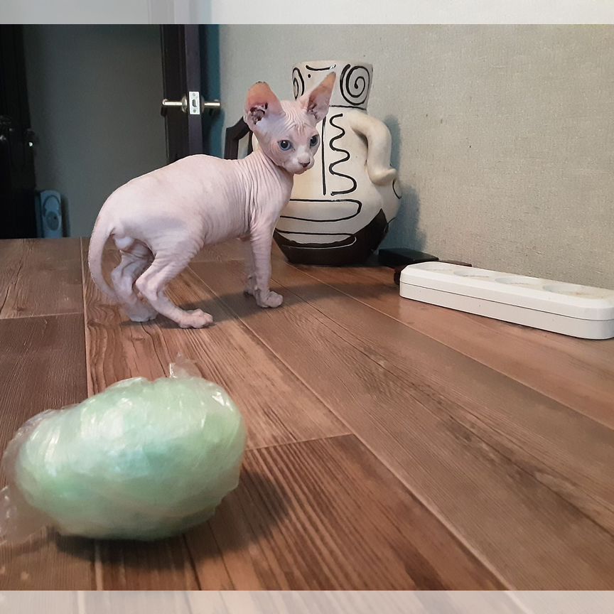 Канадский сфинкс котёнок