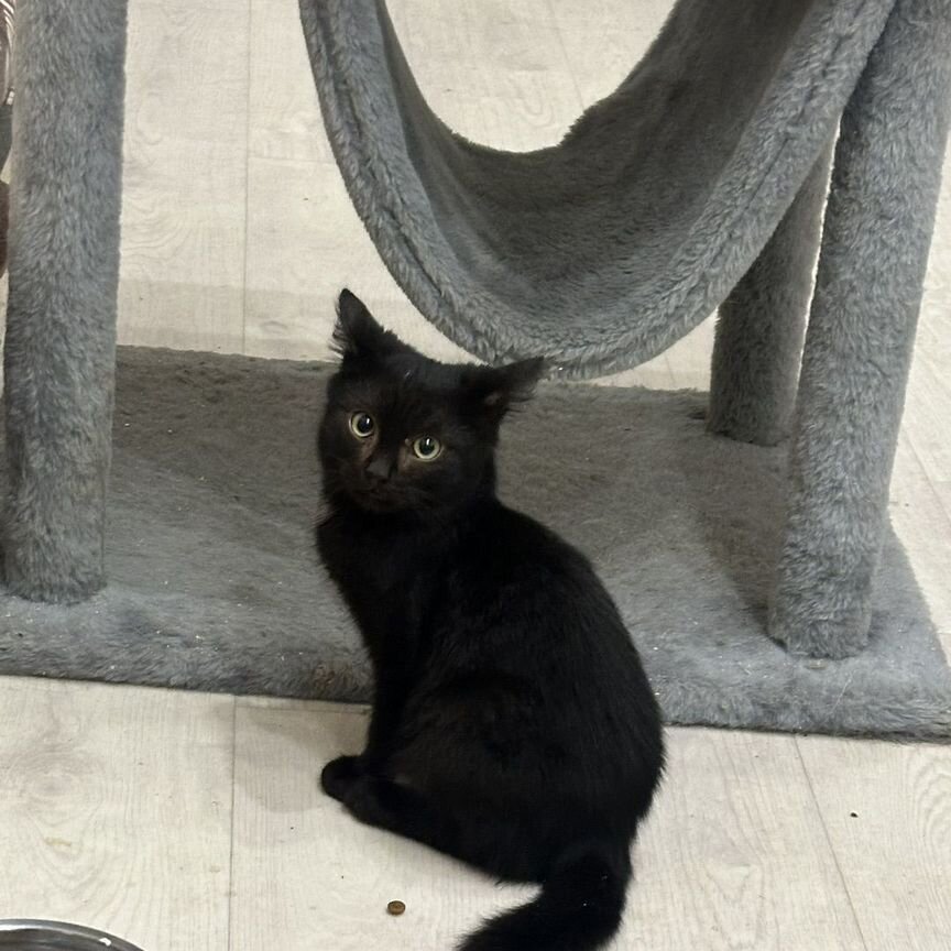 Котёнок в добрые руки