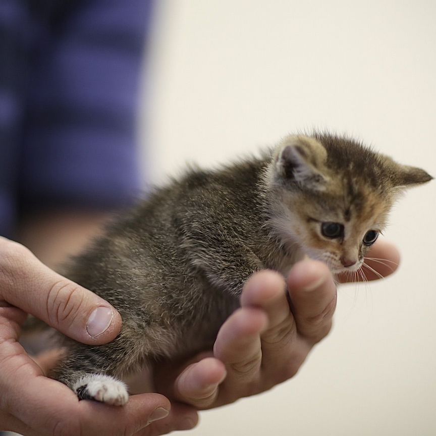 Котенок шотландский шиншилла