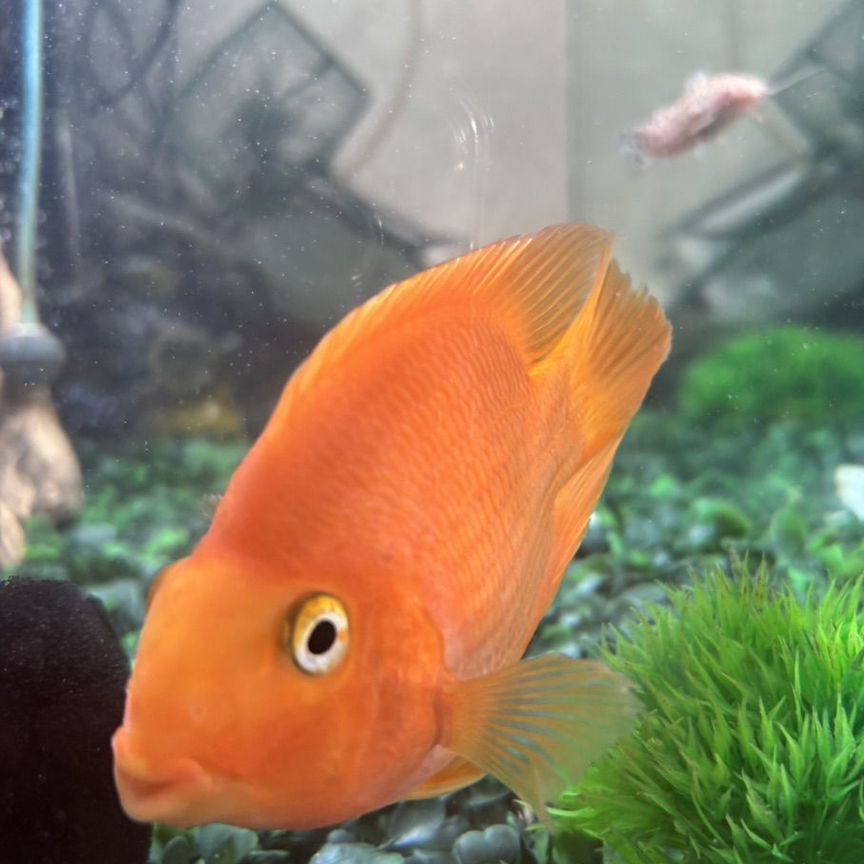 Рыба попугай