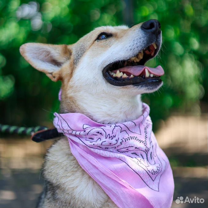 Собака в дар. Красавица принцесса Кэтрин