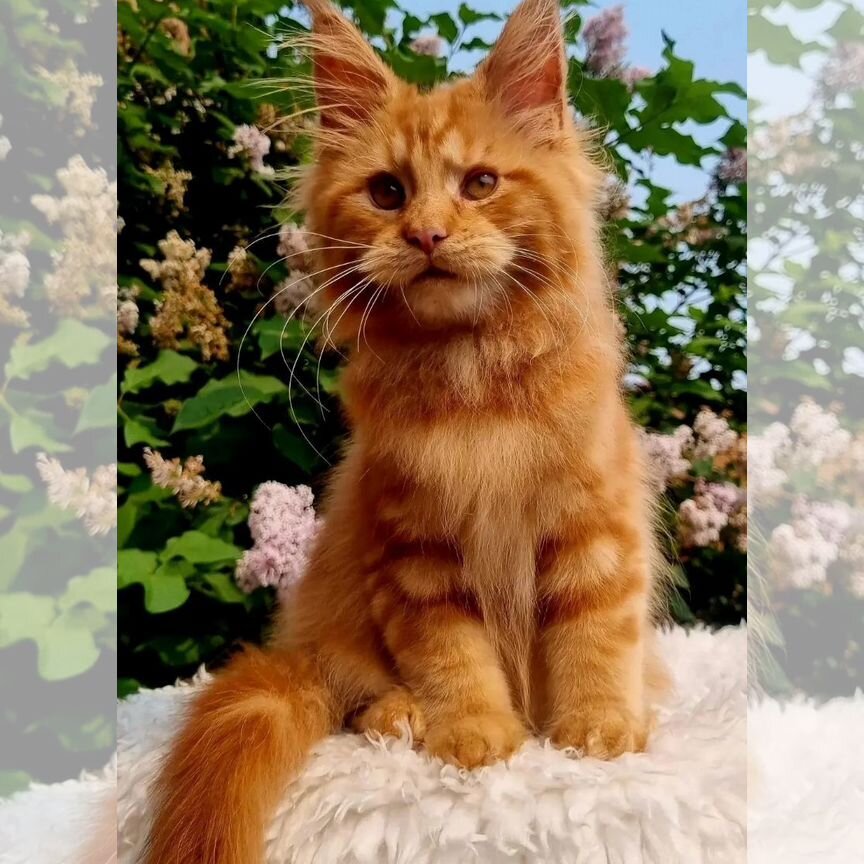 Мейн-кун котёнок