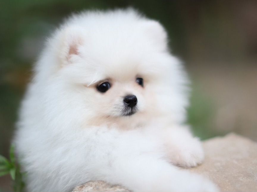 Шпиц девочка, окрас крем