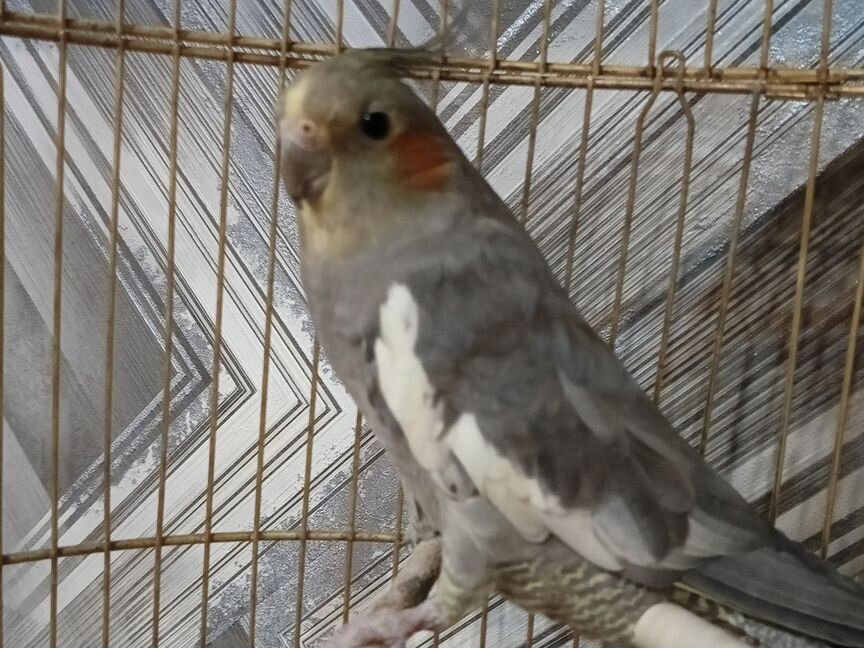 Попугай карелла самка с клеткой