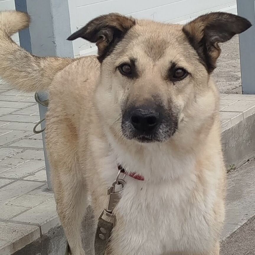 Взрослый пёс в добрые руки