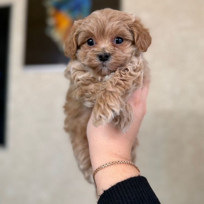 Мальтипу, щенок