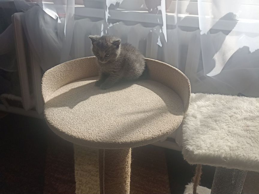 Отдам в добрые руки котенка девочка помесь