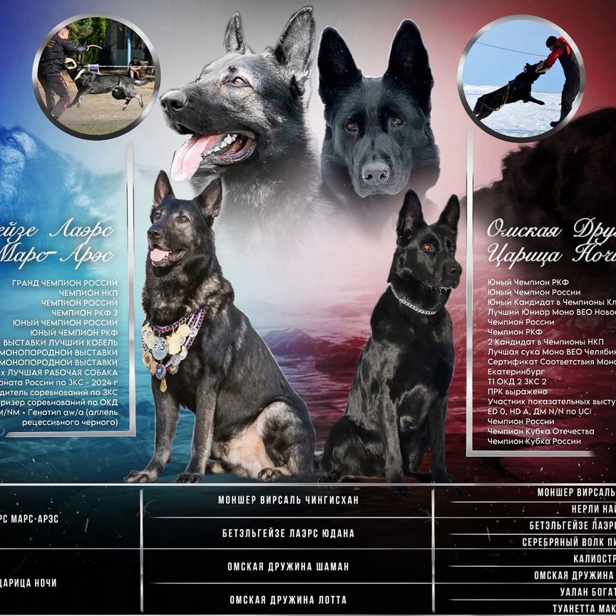 Щенки Восточно-Европейской овчарки