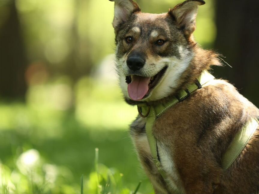 Челси ищет свою любящую семью