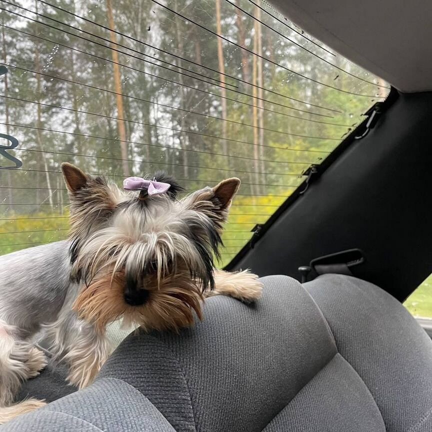 Йоркширский терьер мальчик