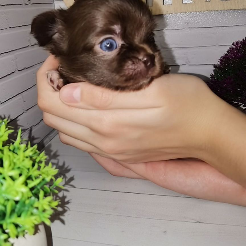 Чихуахуа мальчик длинношерстный РКФ