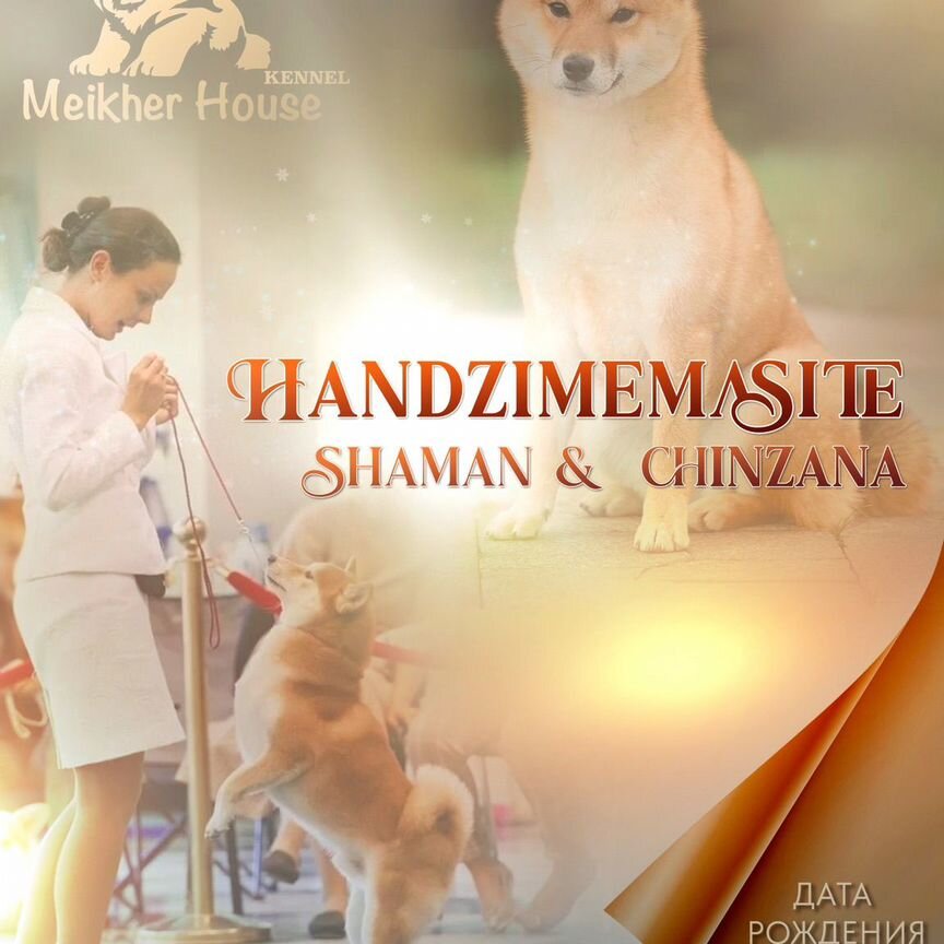 Сиба-ину, щенок