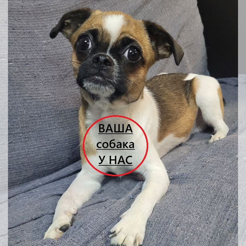 Взрослый пёс в добрые руки