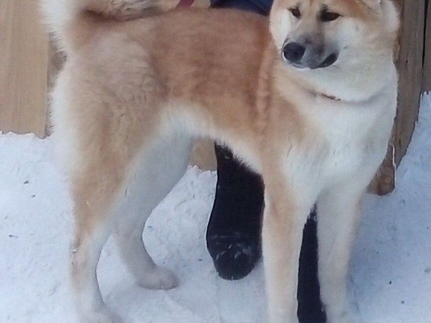 Лайка