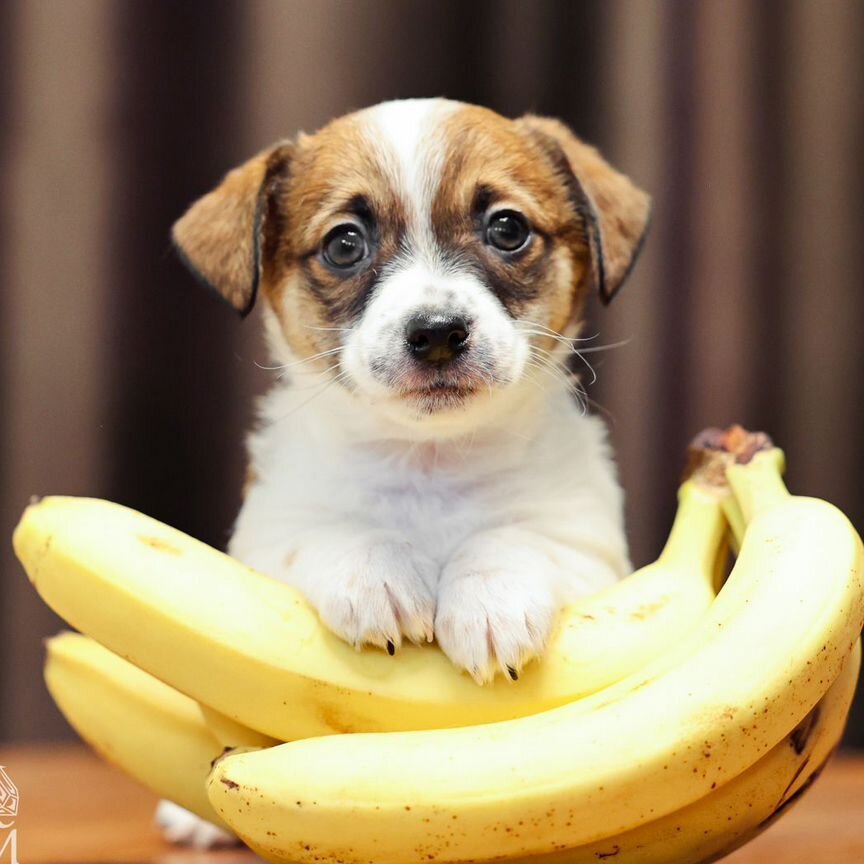 Джек-рассел-терьер, щенок