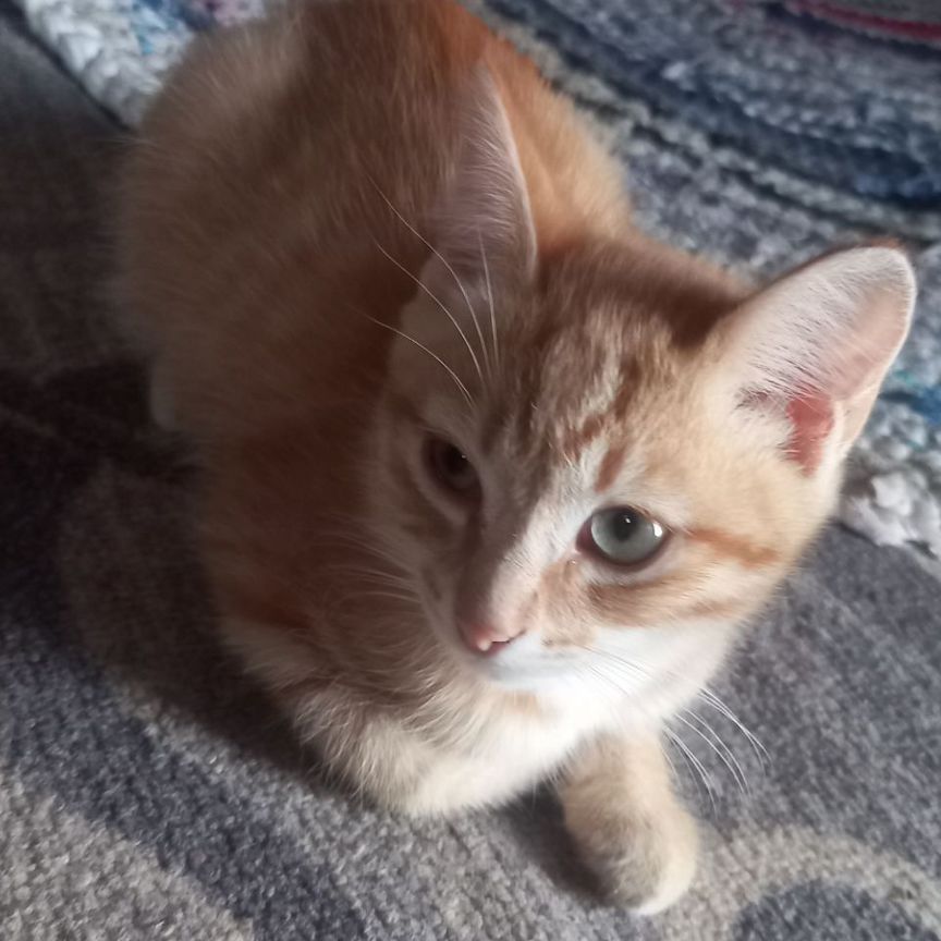 Отдам котят домашних