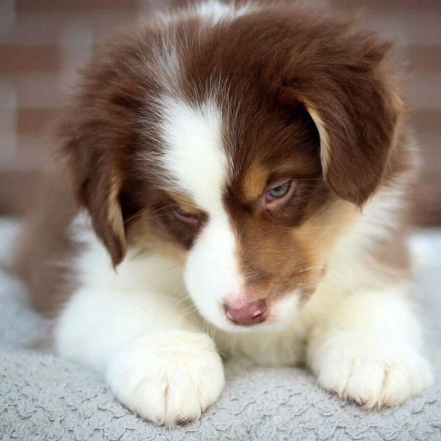 Австралийская овчарка, щенок