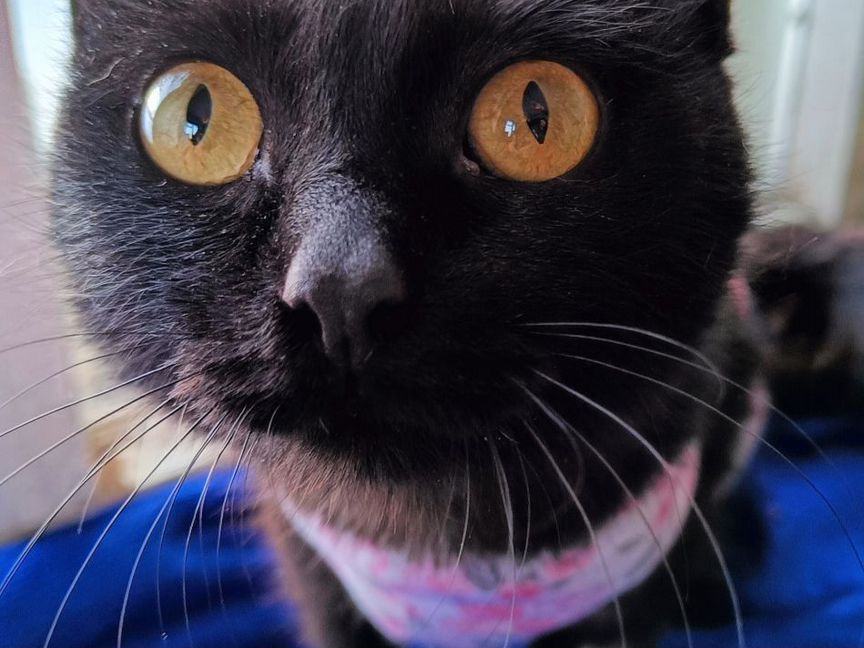 Кошка Мисти отдам в добрые руки