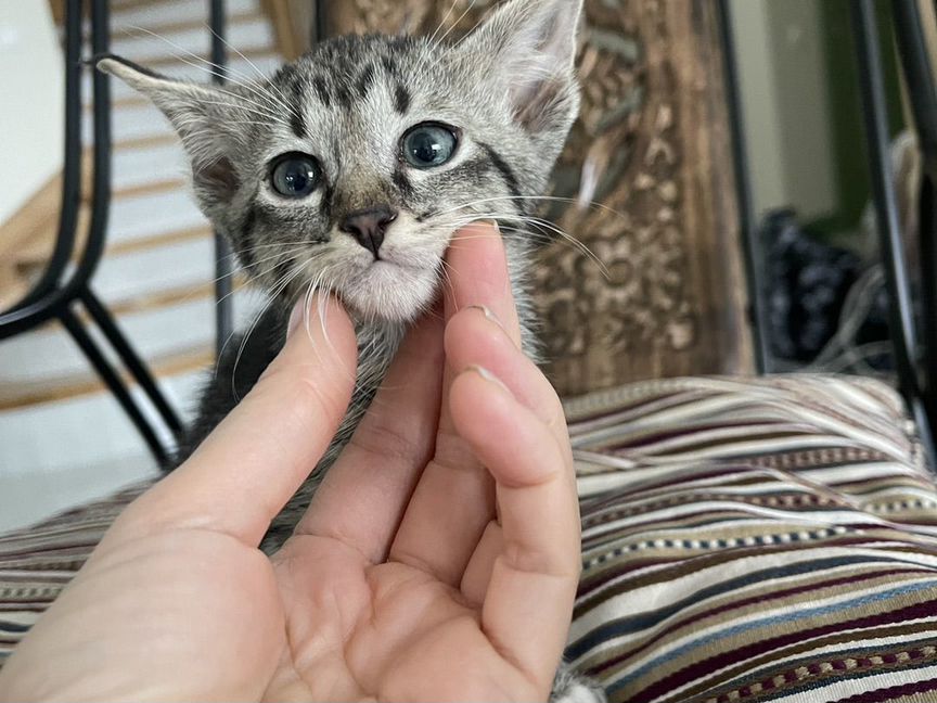 Ориентальный котенок