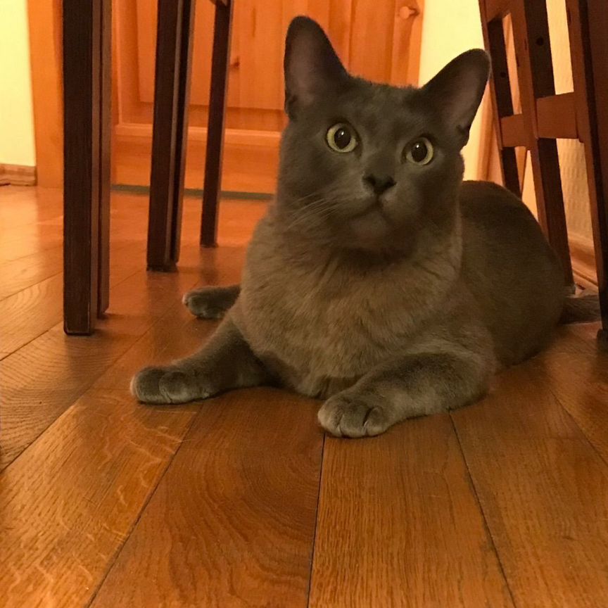 Котик в добрые руки