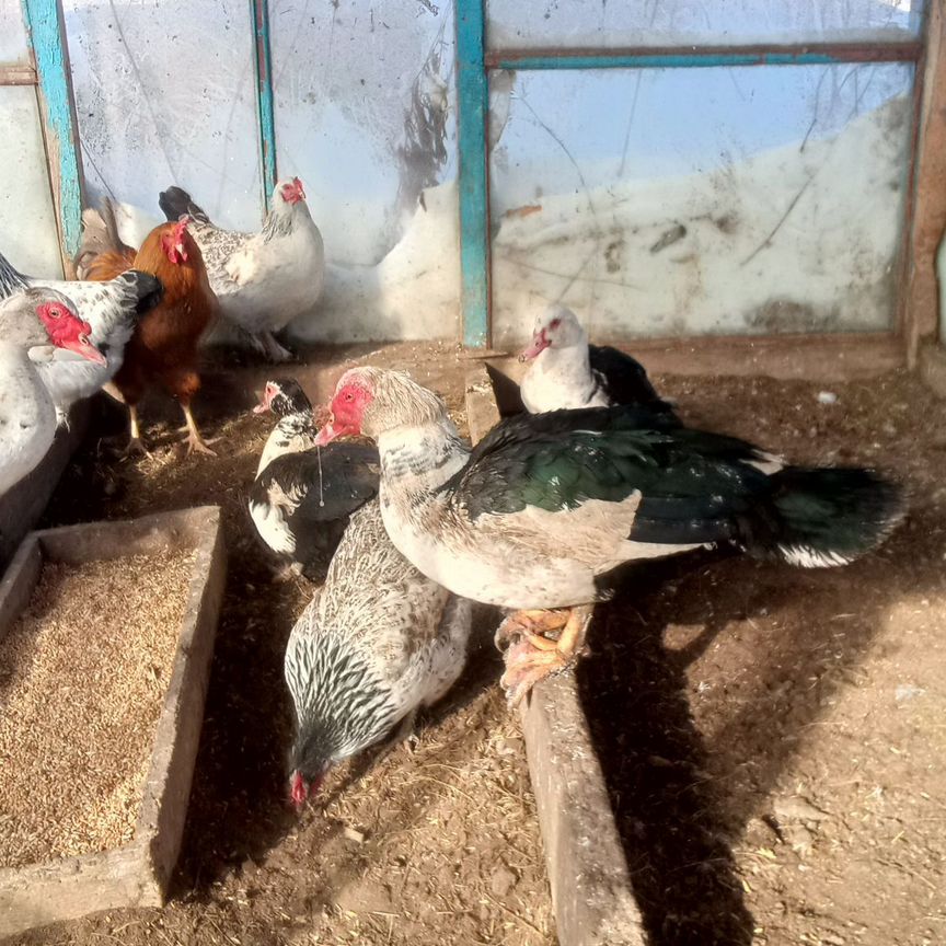 Индоселезень