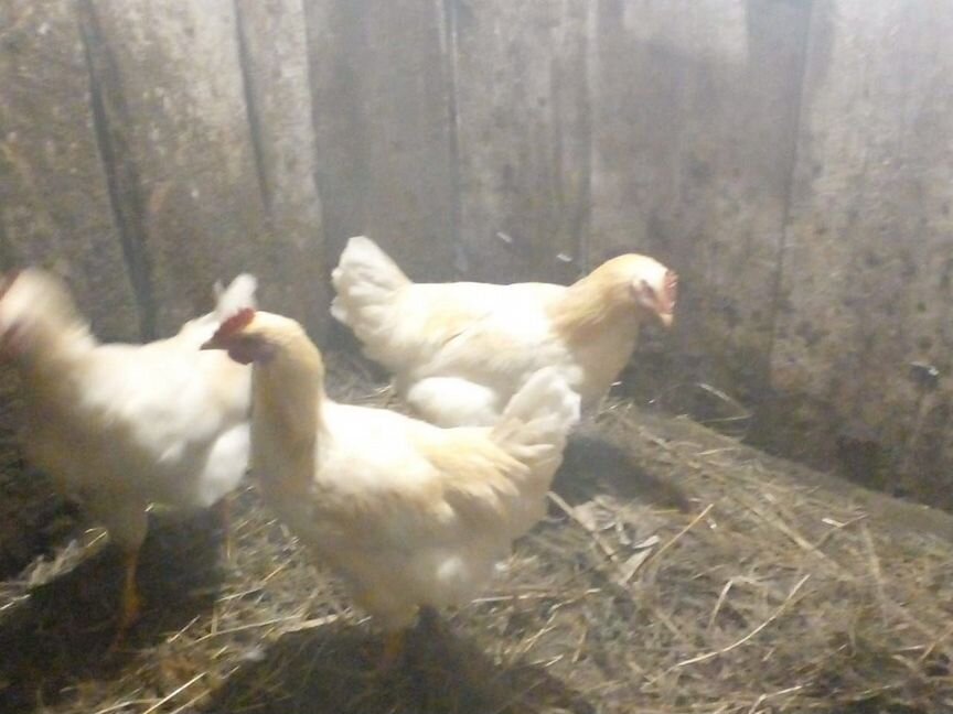 Молодые куры и петухи