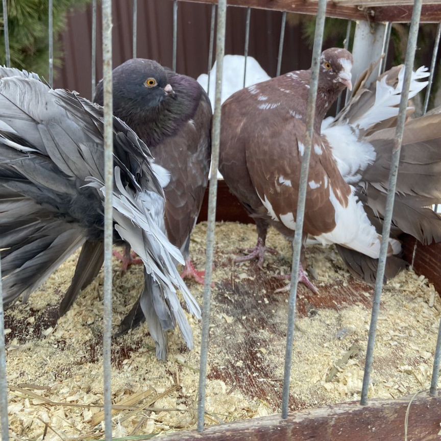 Голуби павлины