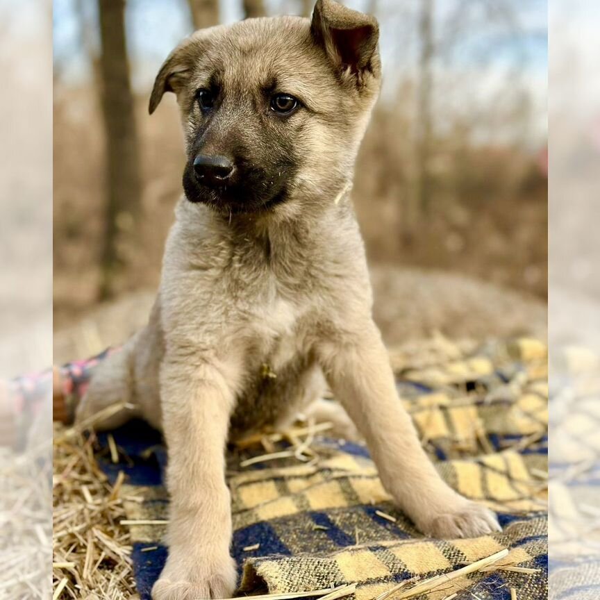 Щенок в добрые руки