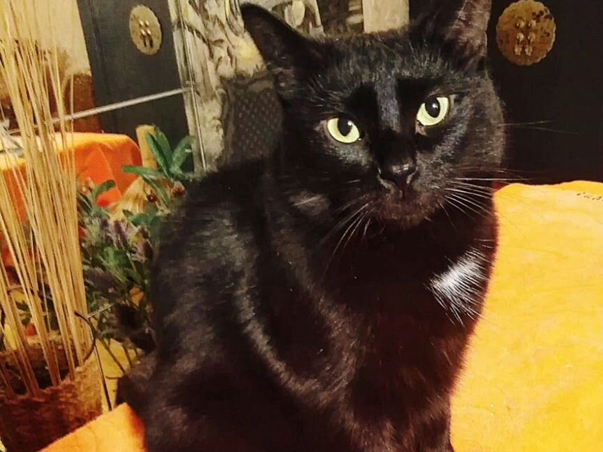 Кошечка Ума ищет маму