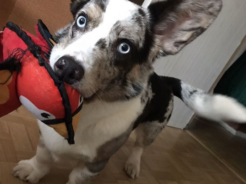 Корги кардиган