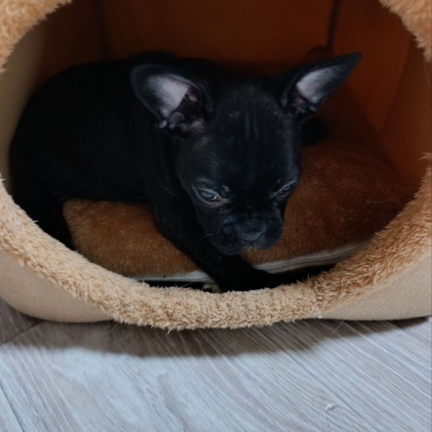 Французский бульдог, щенок