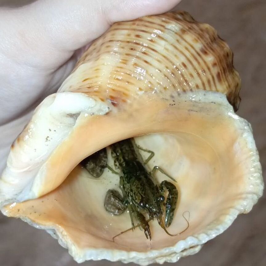 Аквариумные раки карликовые