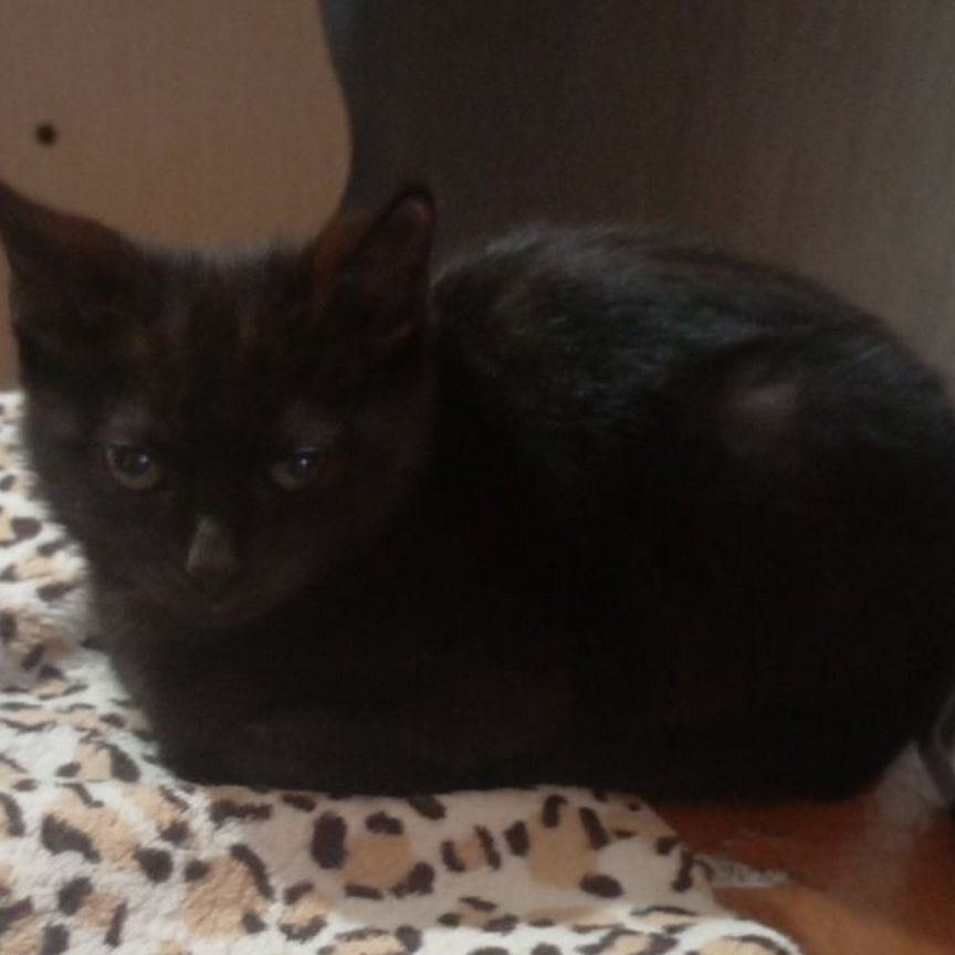 Взрослый кот в добрые руки