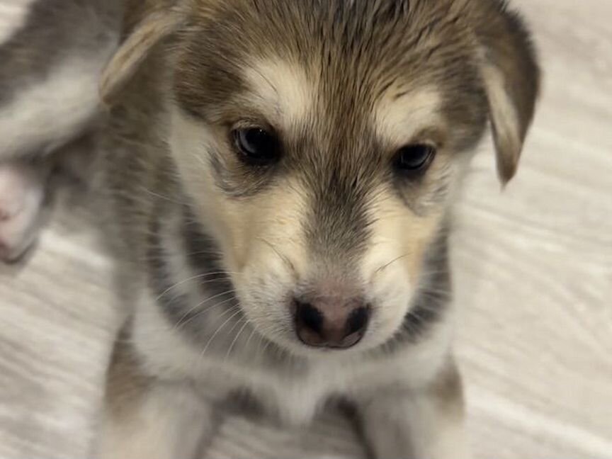 Щенок в добрые руки