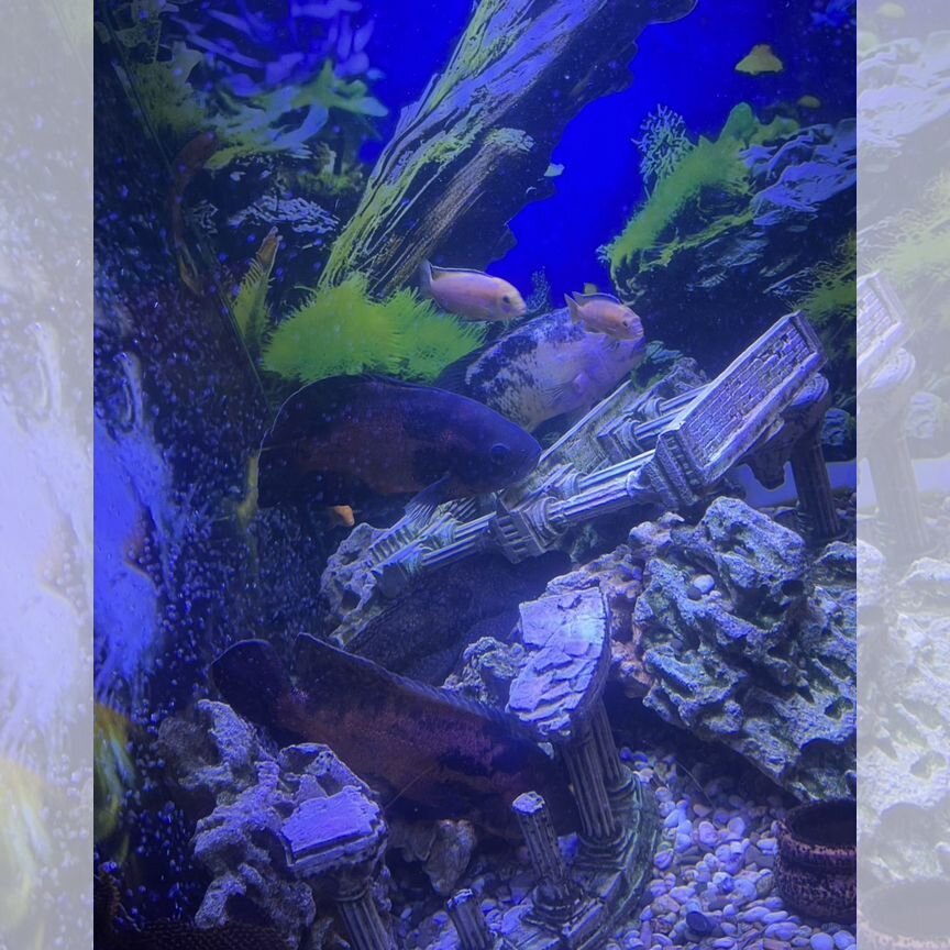 Астронотус есть 4 рыбки