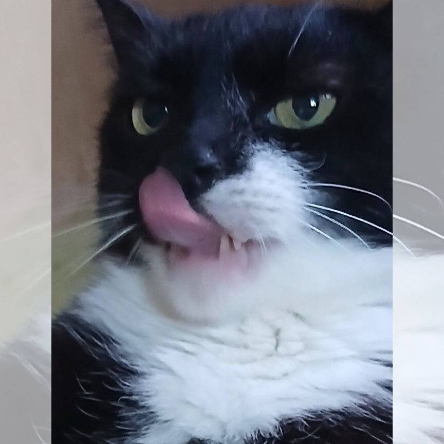 Котик Моржик ищет семью