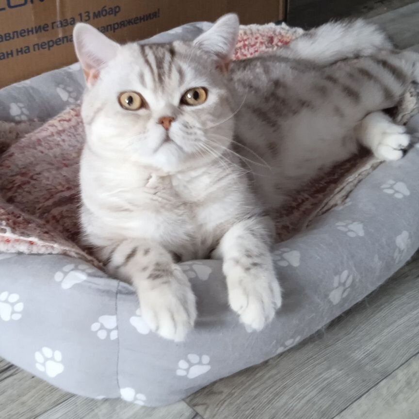 Котик