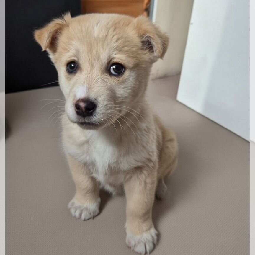 Щенок в добрые руки