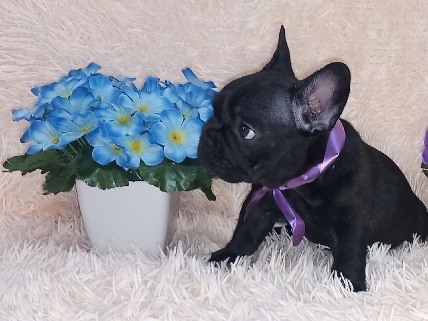 Французкие бульдожата