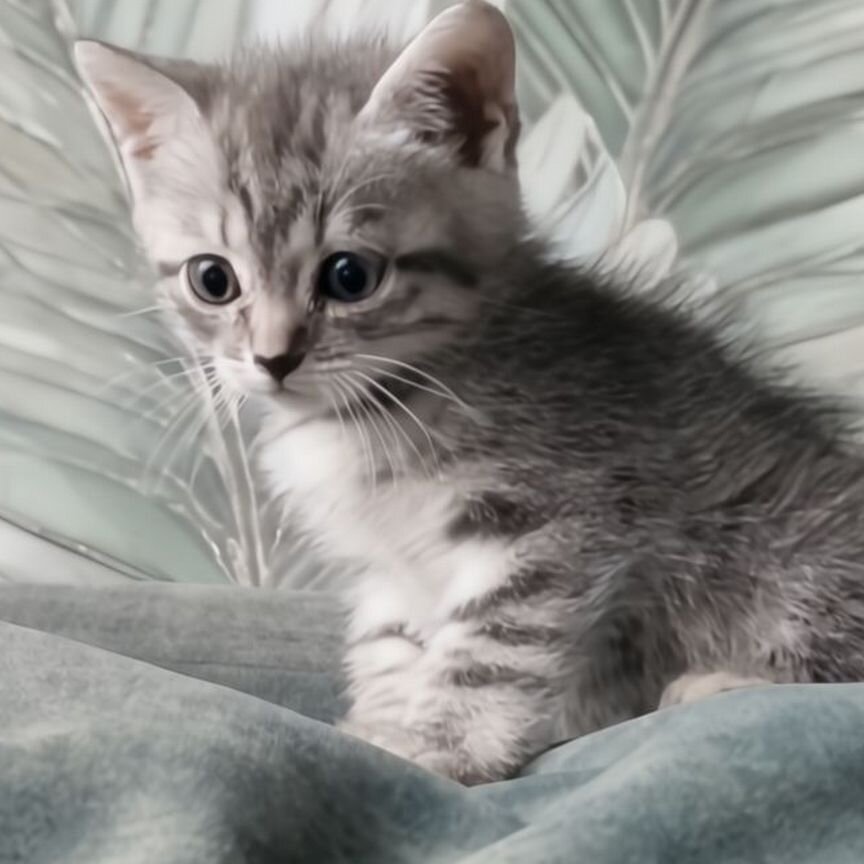 Британский короткошёрстный котёнок