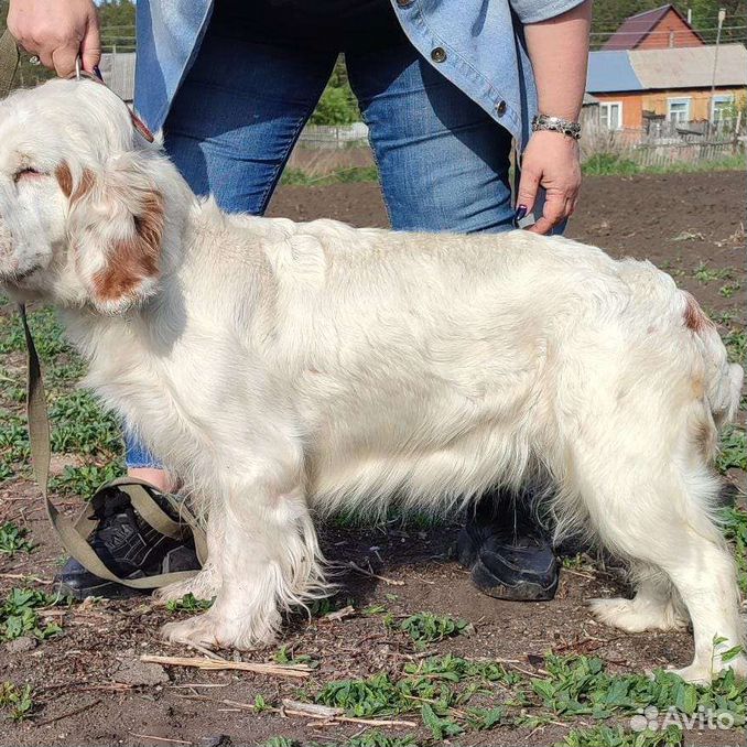 Кламбер спаниель сука 3 года РКФ