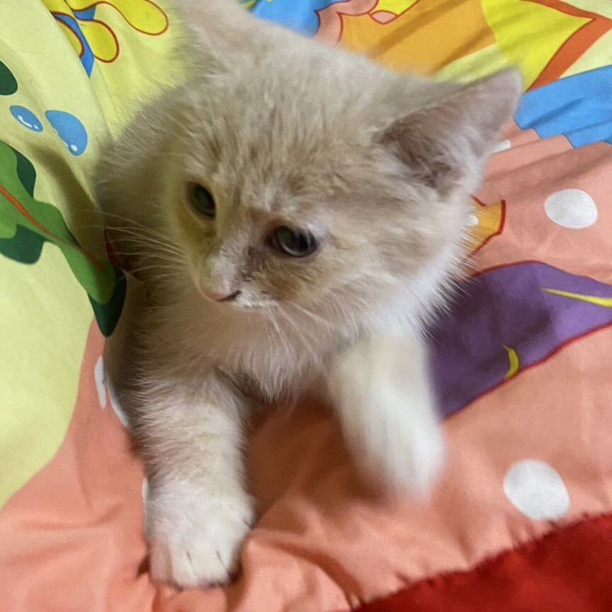 Котята много