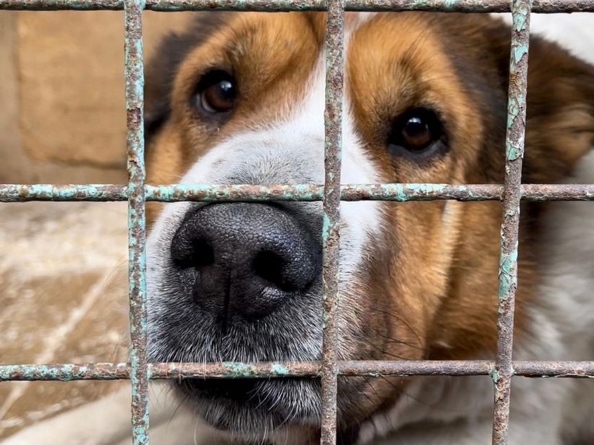 Собака из приюта с тяжёлой судьбой